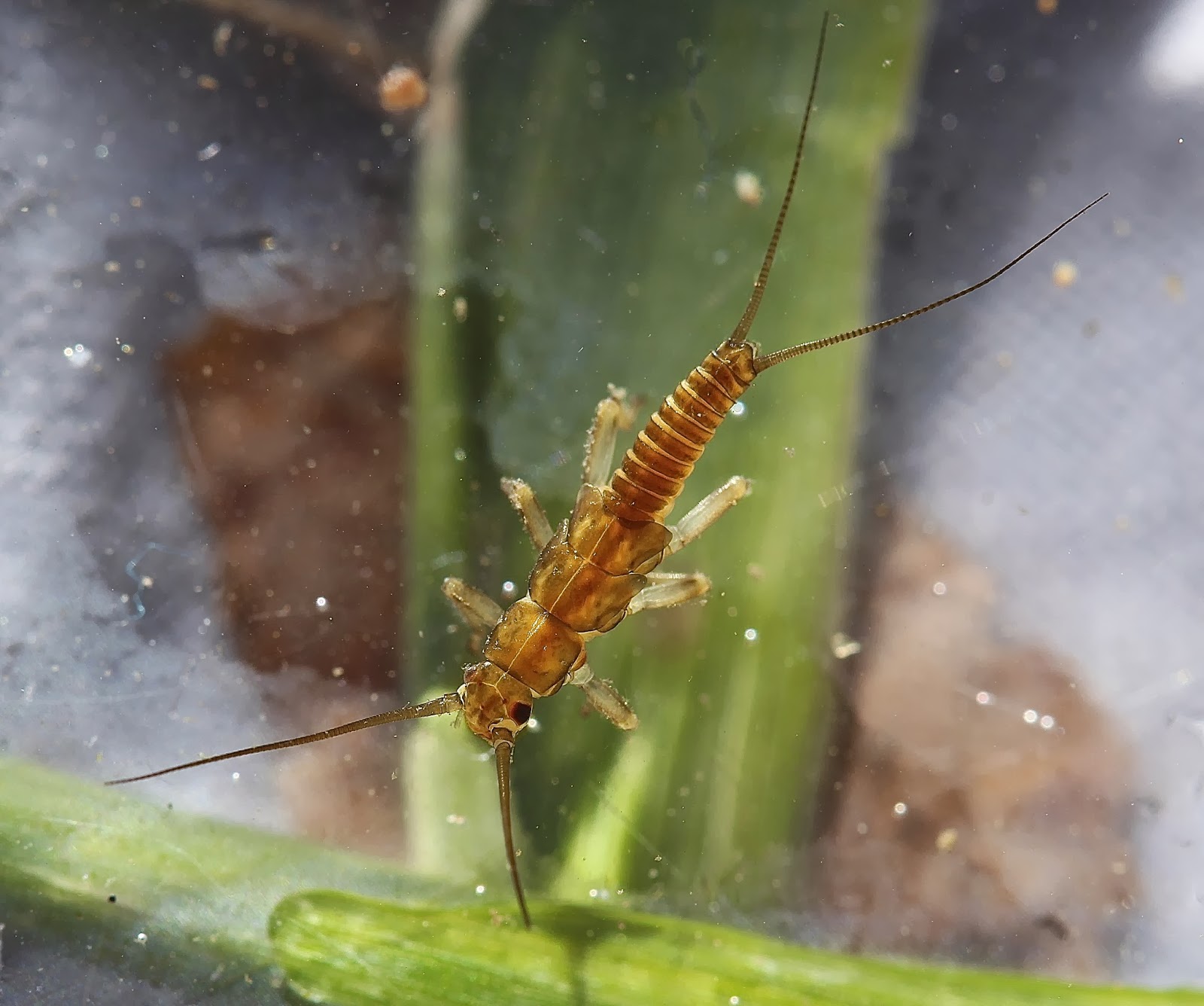Aquatic Insects of Central Virginia: Large winter stoneflies: how to ...