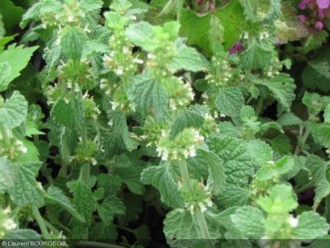 Seminte si plante de gradina hobby: Unguras-Marrubium vulgare