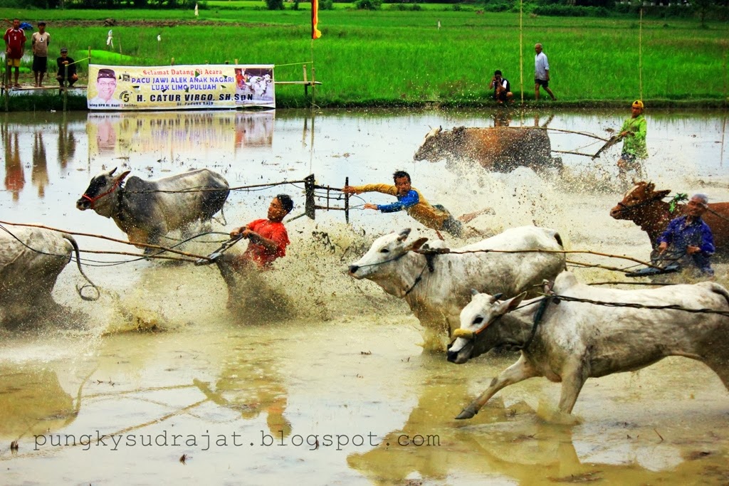 Pacu Jawi, Balapan Sapi ala Minangkabau ~ PhotoSeeker