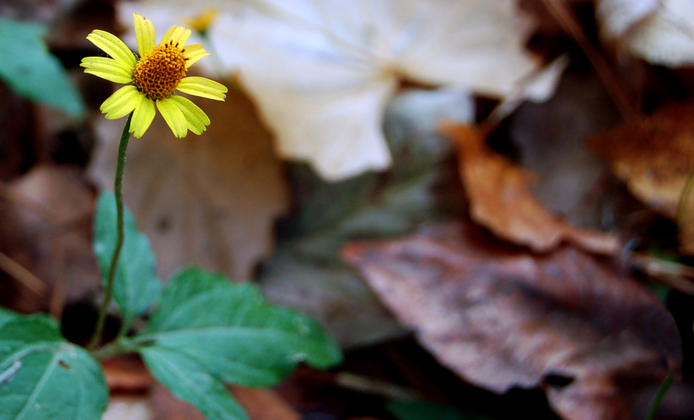 HHS Digital Photo Blog: Ryan S- The Lonely Flower