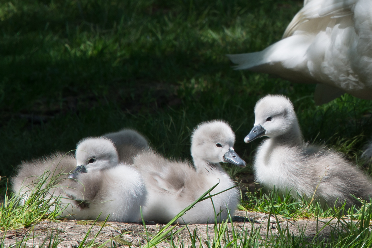 Labodja družina na Blejskem jezeru