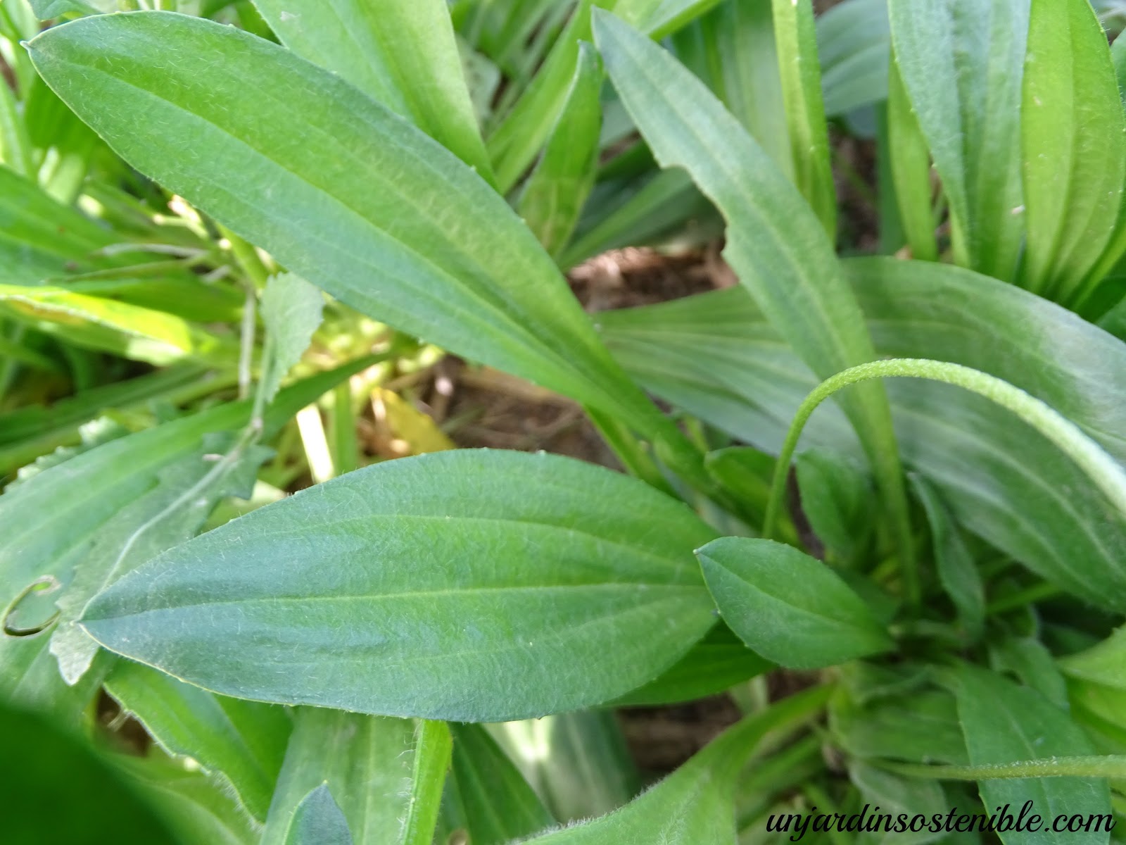 Plantago lanceolata (Llantén menor)