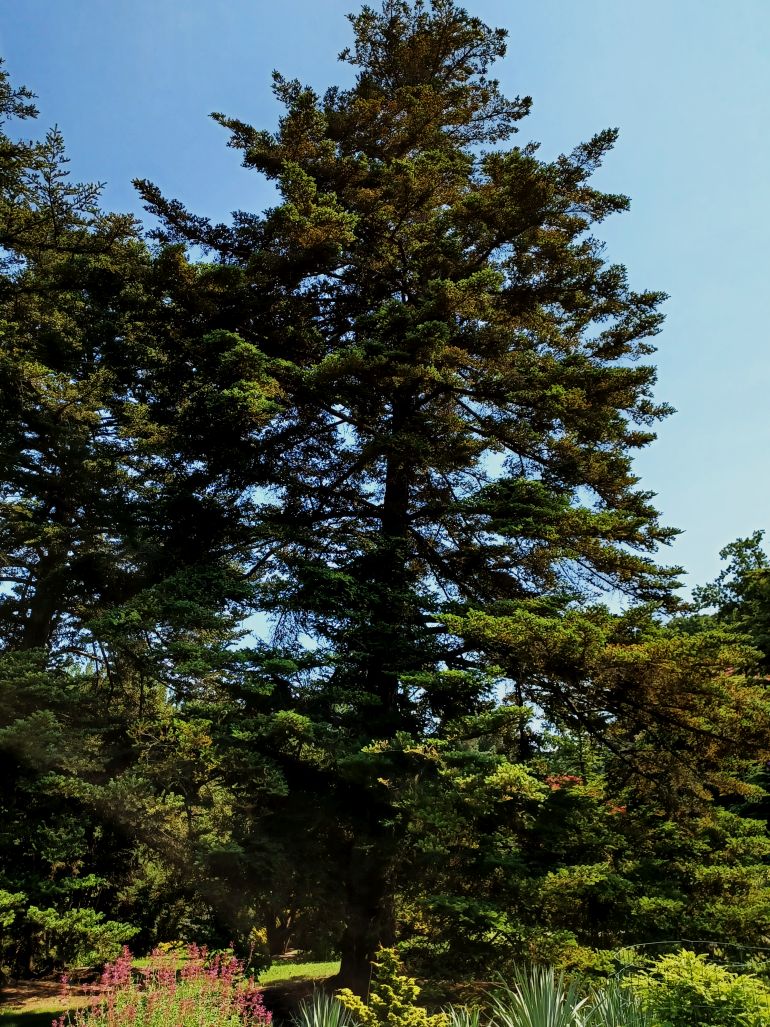 Future Plants by Randy Stewart: The Firs