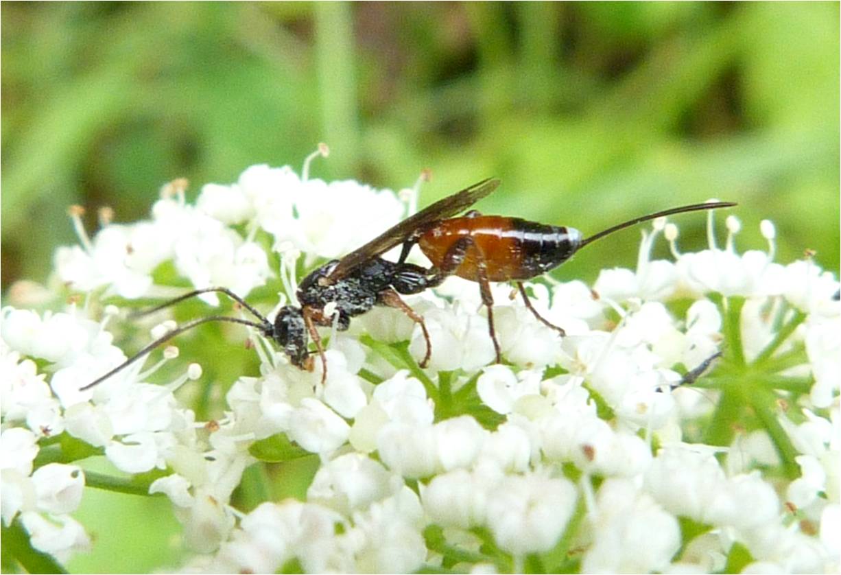 Insects of Scotland: Bees/Wasps/Ichneumons/Sawflies/Ants