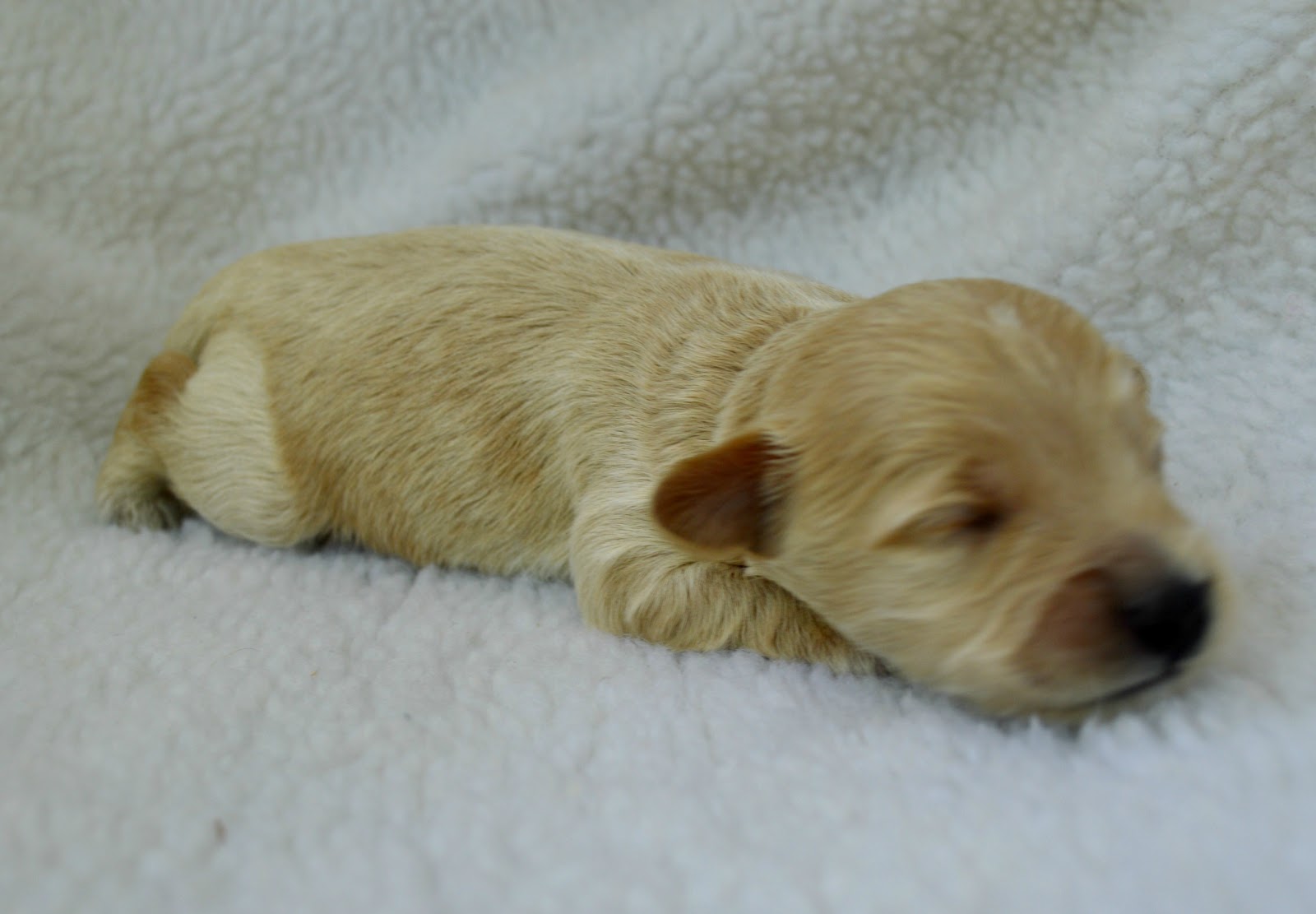 Growing Puppies - Virginia Schnoodle Breeder --Hypoallergenic Dogs ...