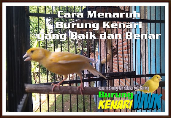Burung Kenari WWK - Seputar Burung dan Koleksi Burung