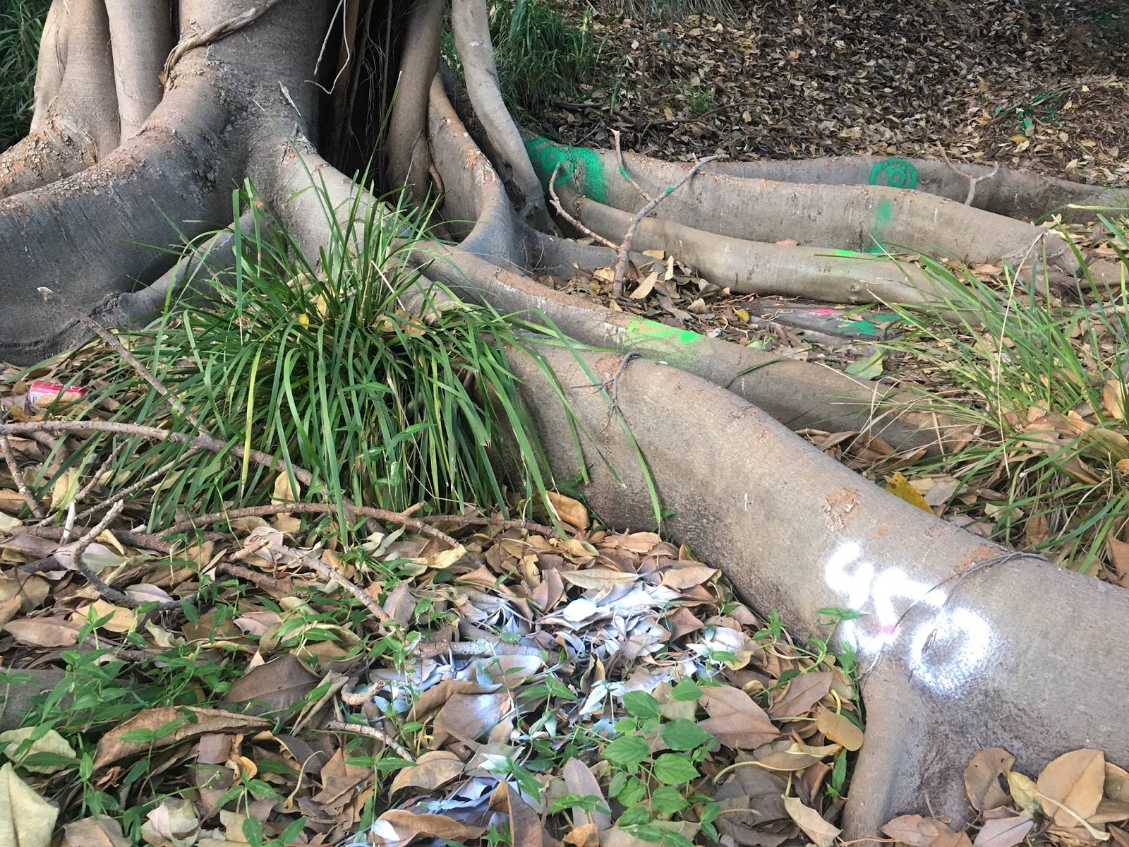 Perambuler: Inner West Council Tree DCP