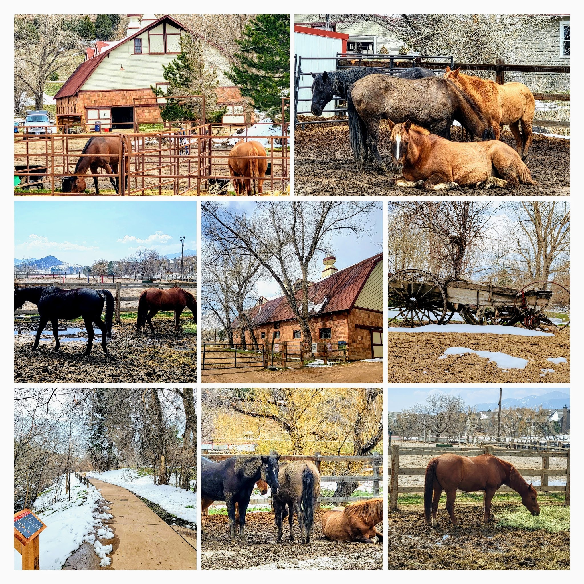 Mille Fiori Favoriti: Early Spring in Colorado