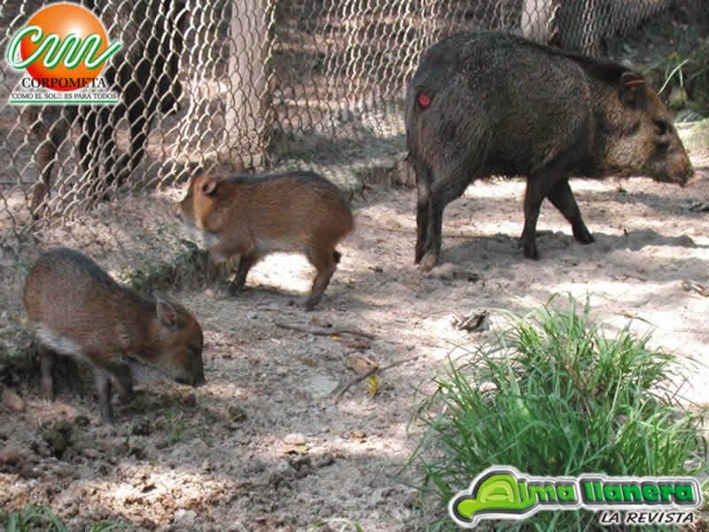 ASTRID MUJICA CAÑIZALES: 2014