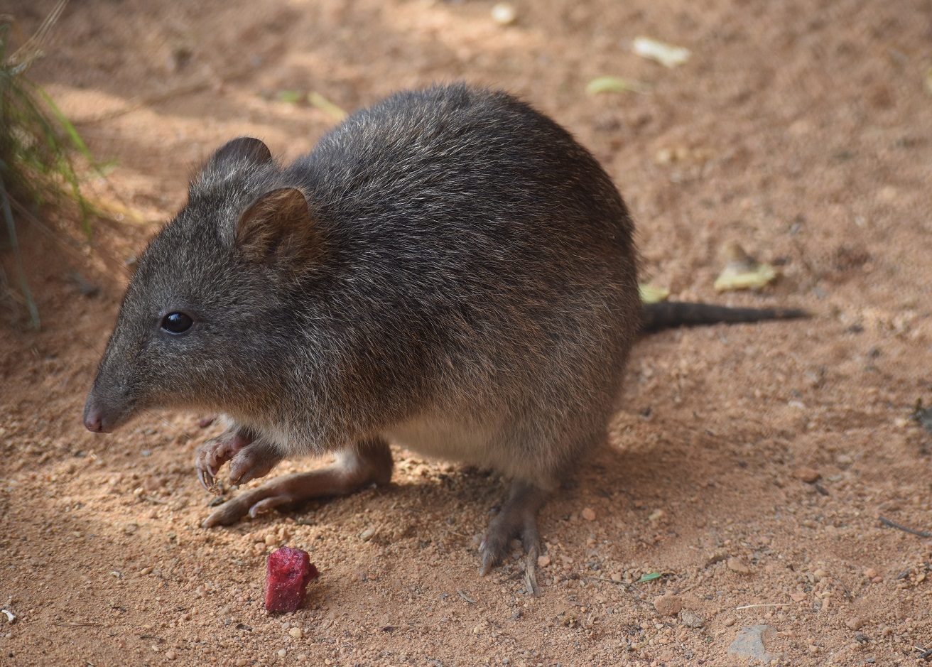 ZOOTOGRAFIANDO (6.100 ANIMALS): RATA CANGURO DE HOCICO LARGO / LONG ...