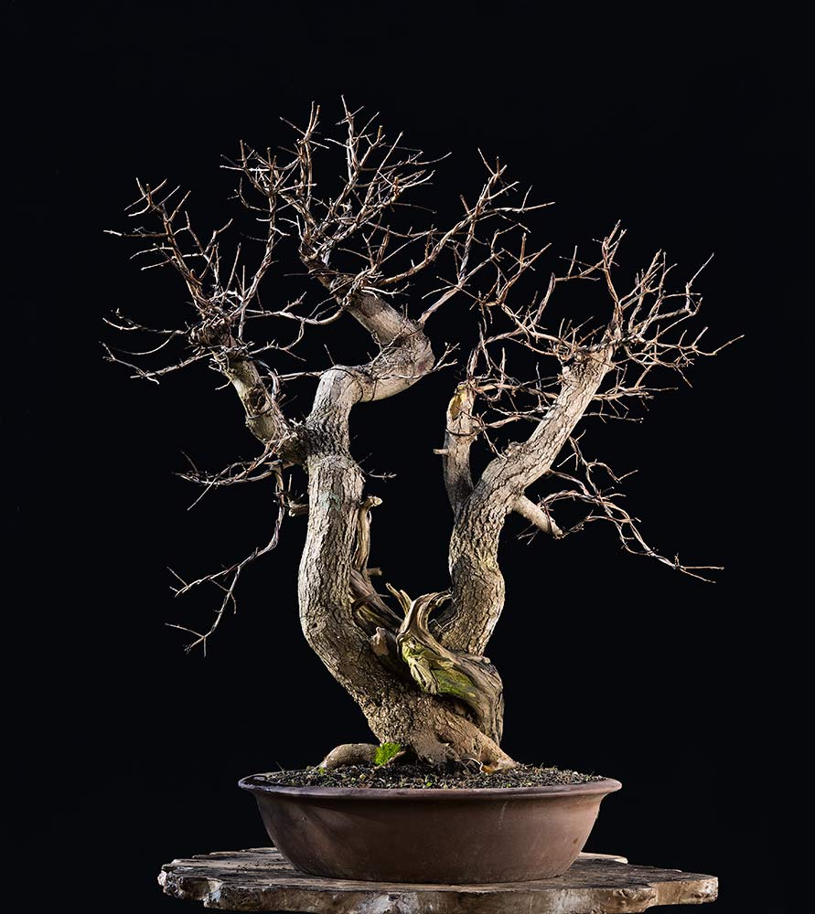 Walter Pall Bonsai Adventures: French Maple #5
