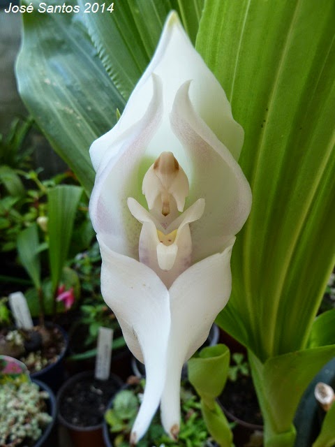 Greenman: Anguloa uniflora