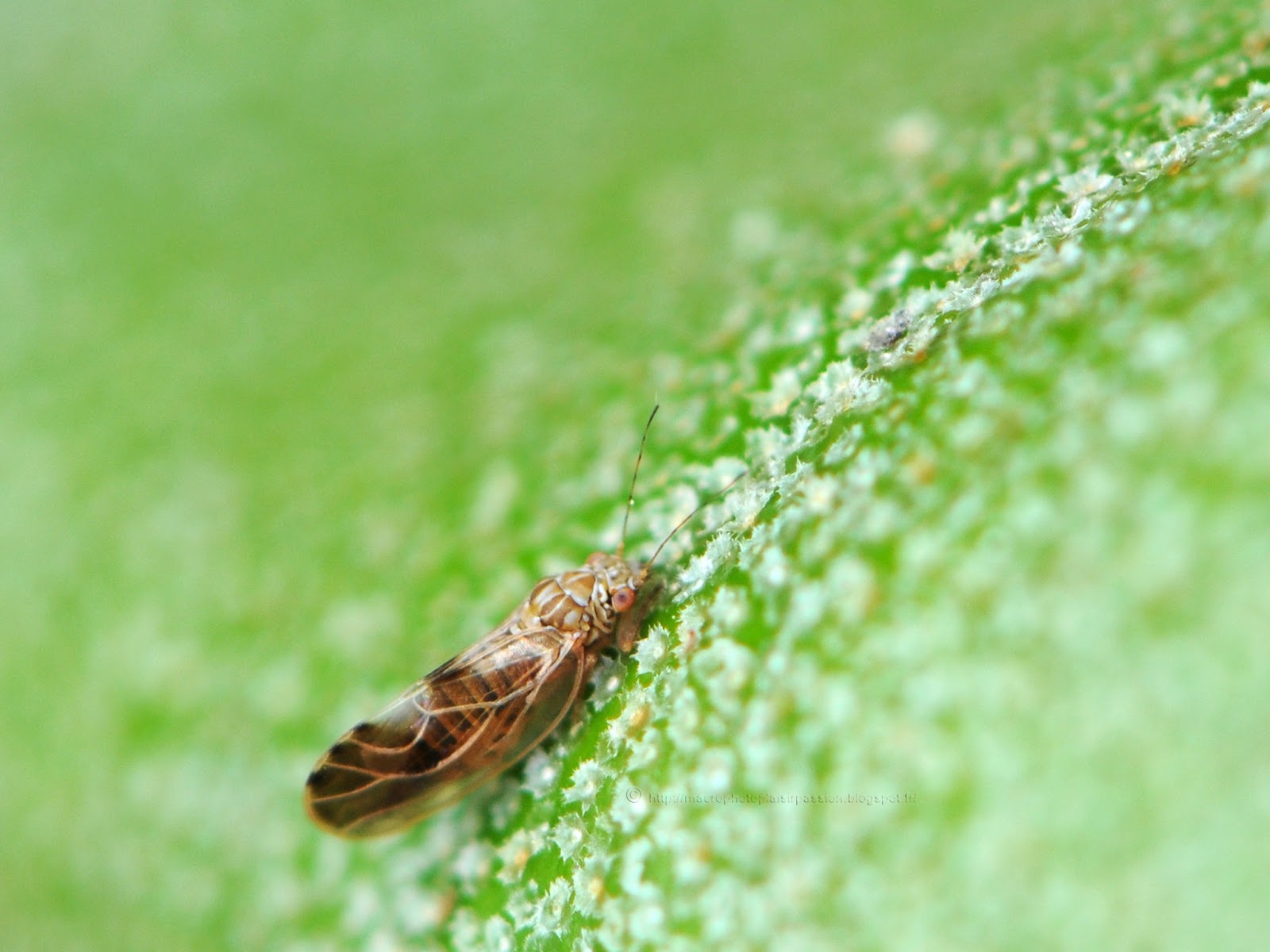 Macrophoto plaisir passion: Le Psylle de l'Eleagnus, Cacopsylla fulguralis
