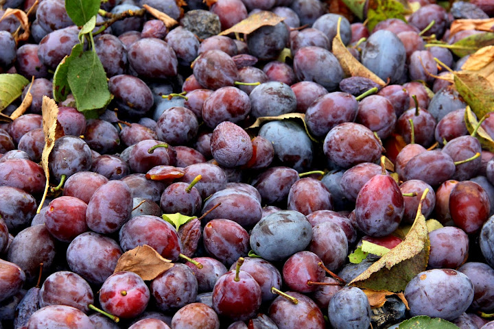 Adventures in all things food: Prunes - Harvest Time Again