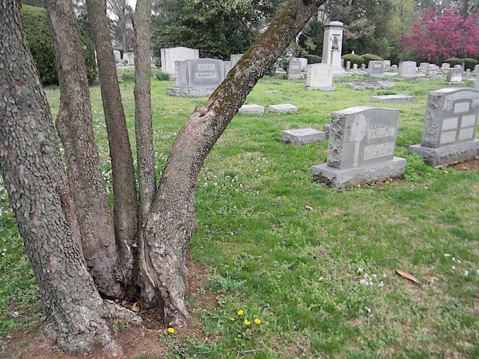 A Grave Interest: Arbor Day and Those Trees in the Cemetery