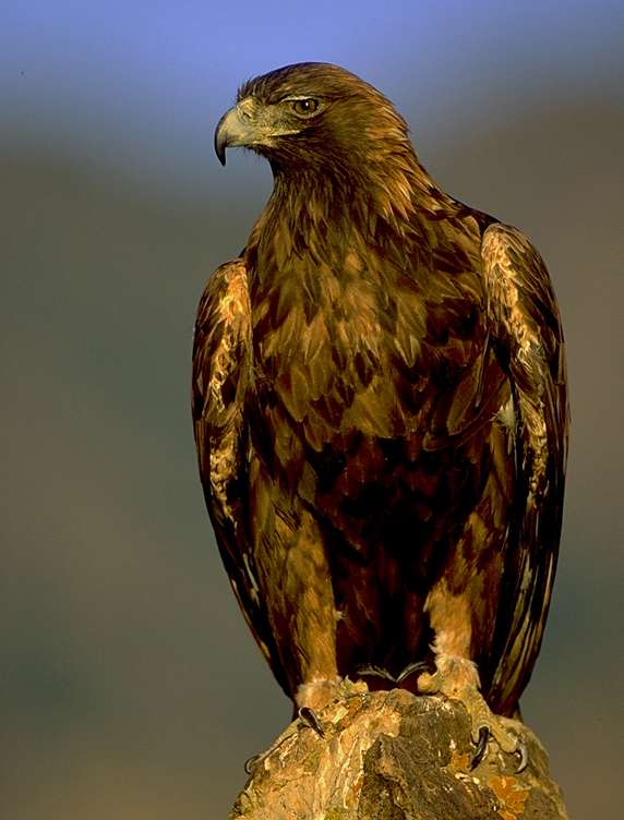 Spreebird wildlife: EAGLES OF PAKISTAN