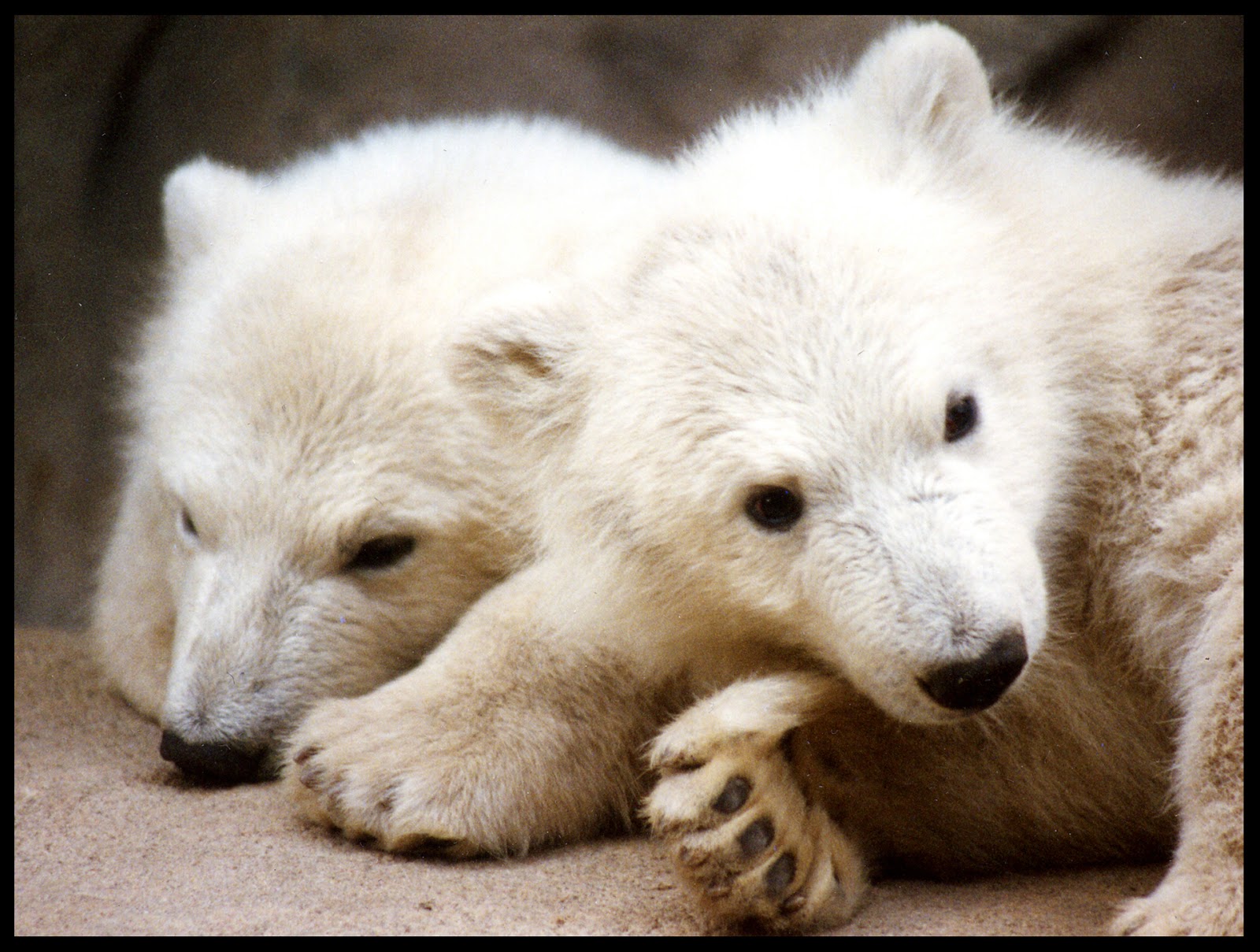 David Hoyt's Blog: A Denver Zoo Flashback - Klondike and Snow