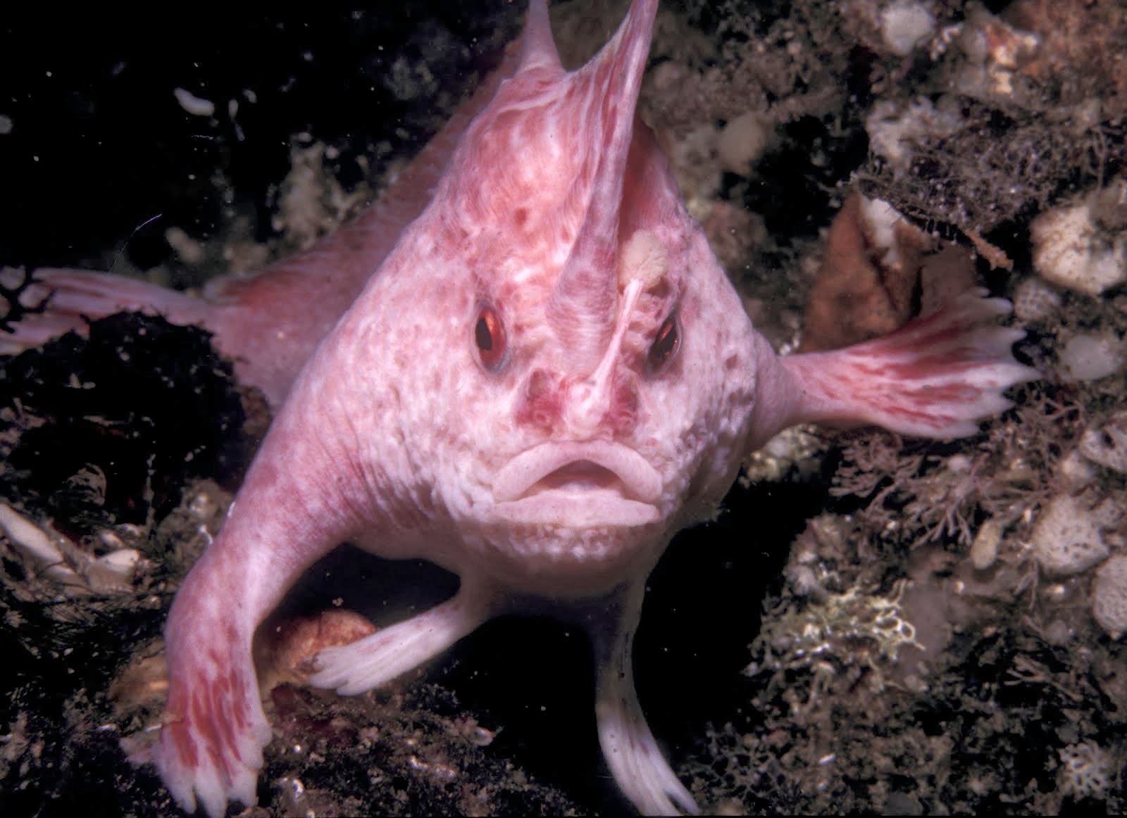 Most Amazing Facts About Strange Fish Species in the World Most Amazing Facts About Strange Fish Species in the World