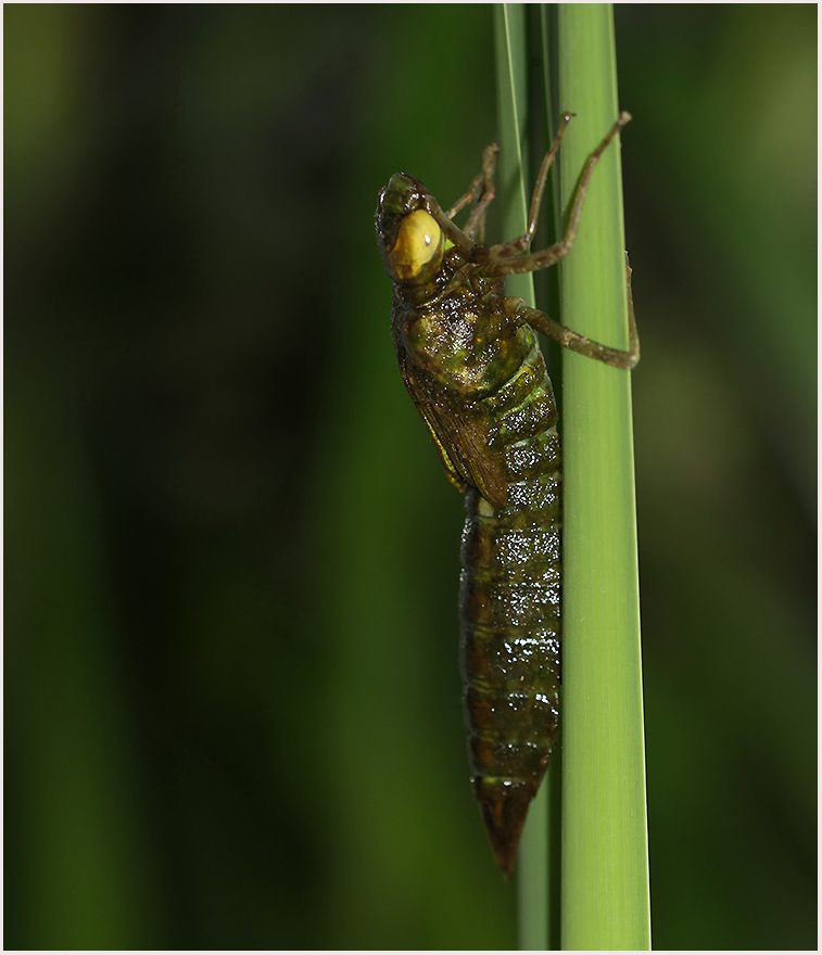Kent Dragonflies: Emerging Emperor Dragonfly