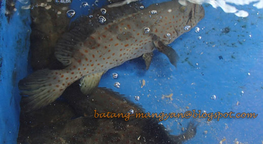 Batang Mangyan: Pag-aalaga ng Lapu-lapu