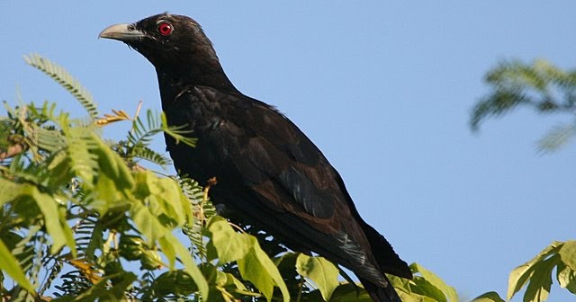 Koili Bird - PERFECT NEPAL