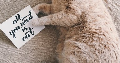 5 Surprising Sign Your Cat Actually Loves You