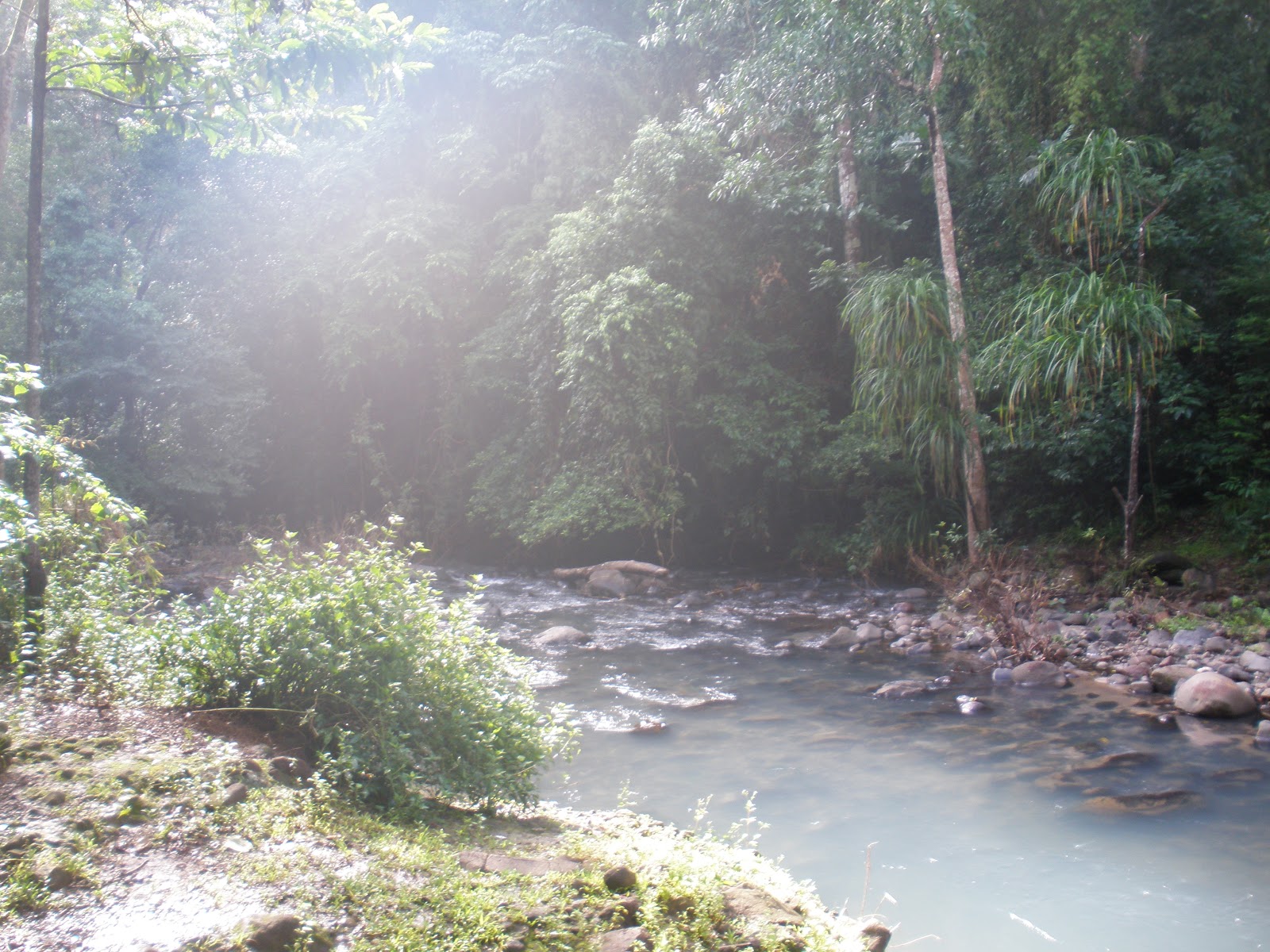 kathryn's blog: Pamulaklakin Forest Trail
