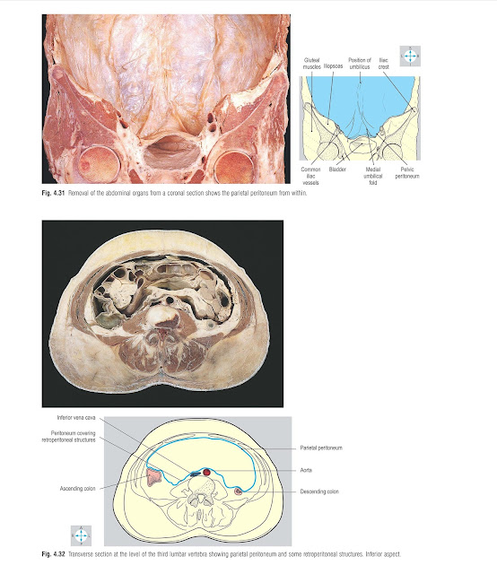 Peritoneum Anatomy - pediagenosis