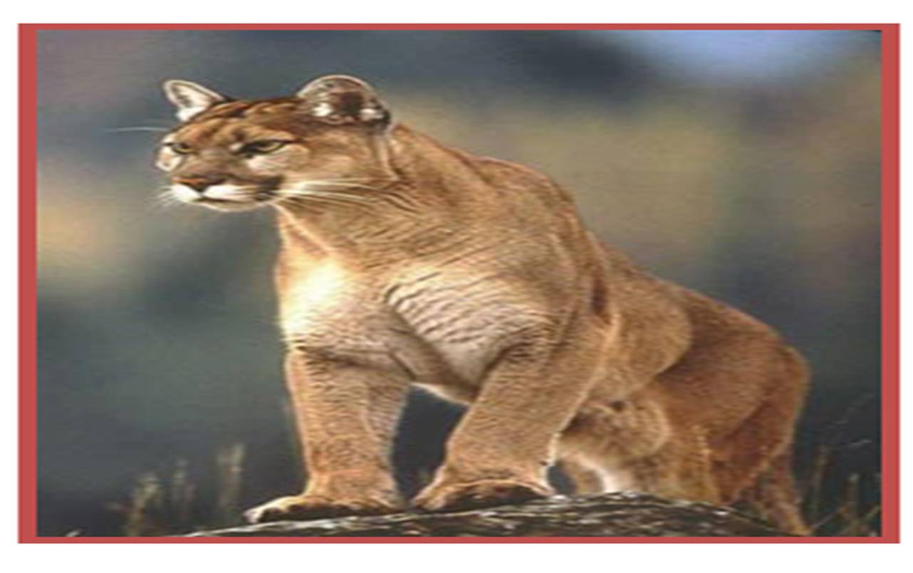 Con Ciencia para la Vida: Comportamiento Animal- Lucía More Teràn