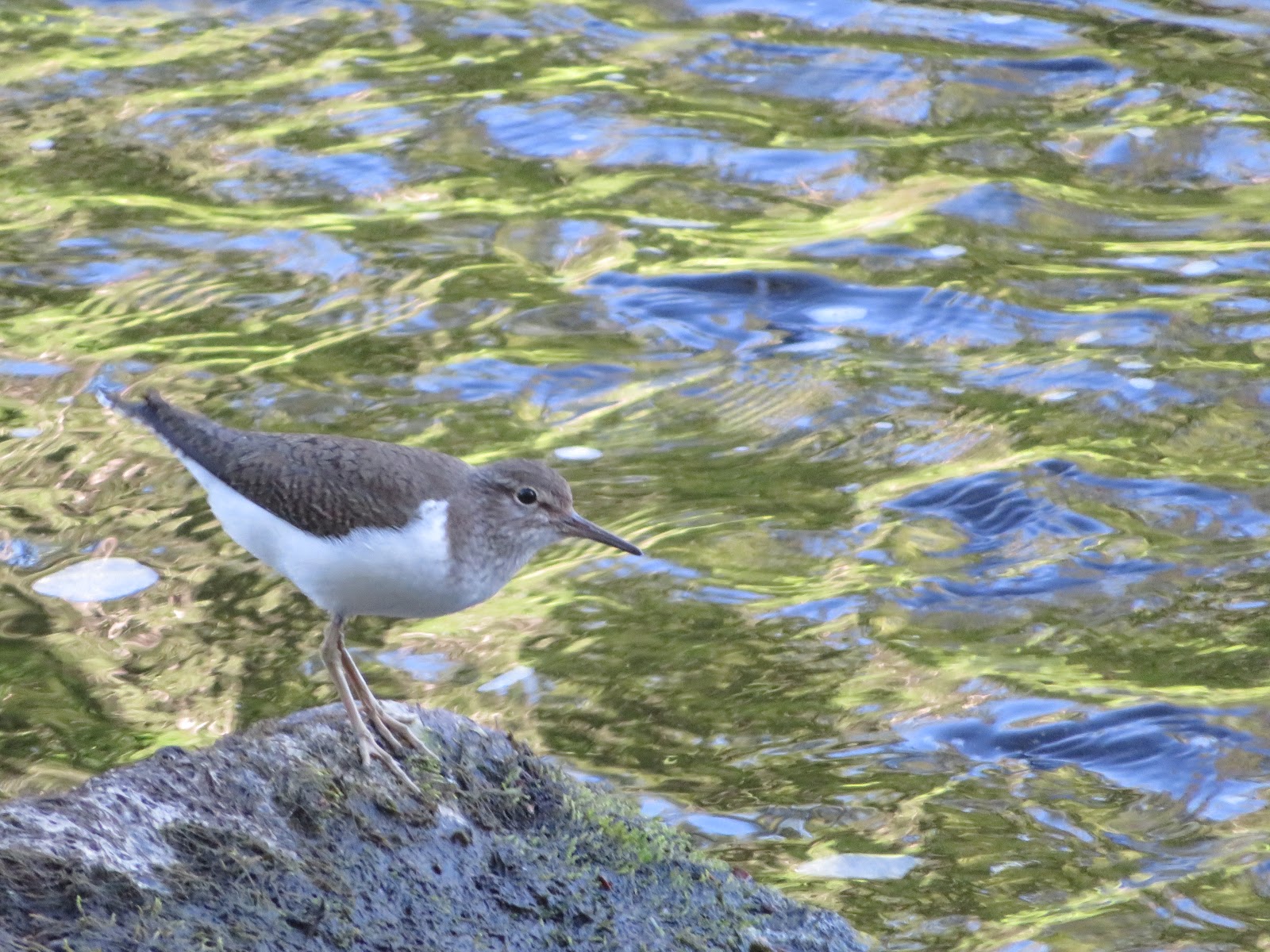 Seijan luontokirja: Rantasipi