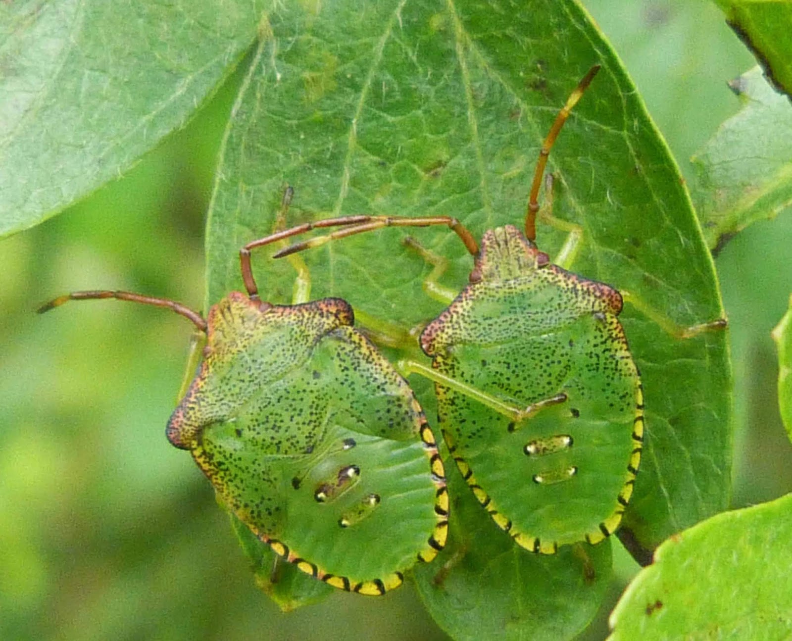 Insects of Scotland: True Bugs