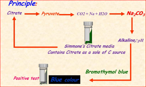 Simmons Citrate Agar biochemistry test for Enterobacteriaceae