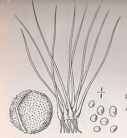 FLORA ILUSTRADA BRITTON DEL NORTE DE U.S.A.-CANADA: FERNS ISOETACEAE ...