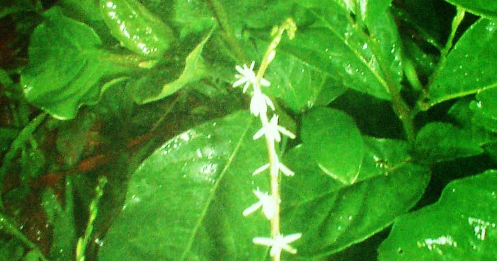 Alejandro Floripe/Flora Medicinal Nicaragüense: ZORRILLO