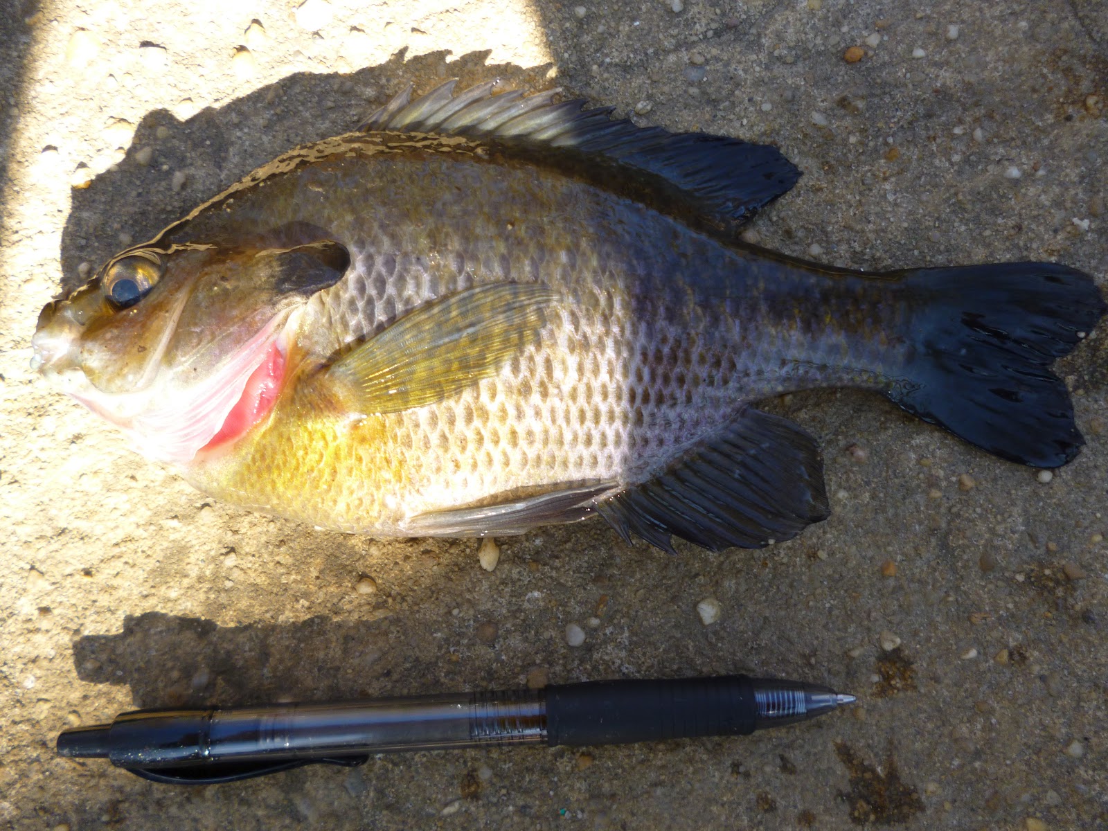 Extreme Philly Fishing: Fishing at Haddon Lake in NJ