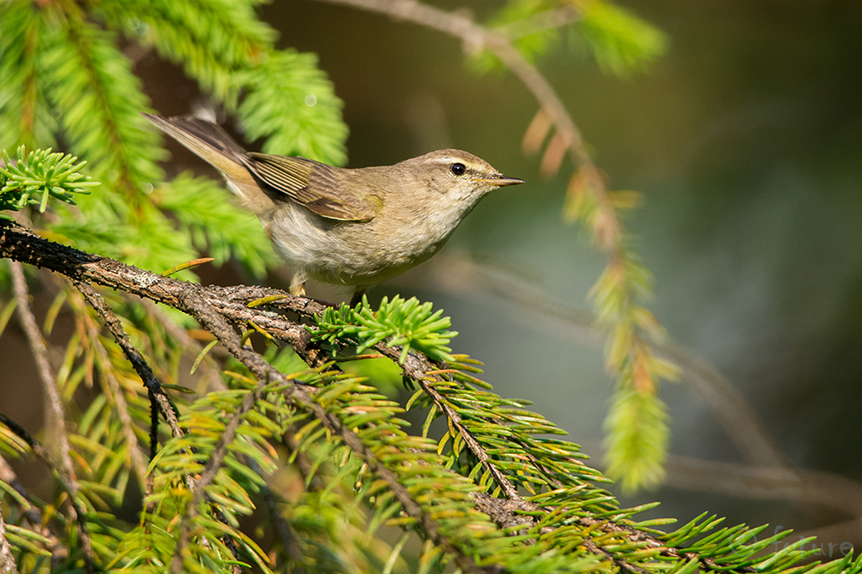 Foture: Väike-lehelind, Phylloscopus collybita