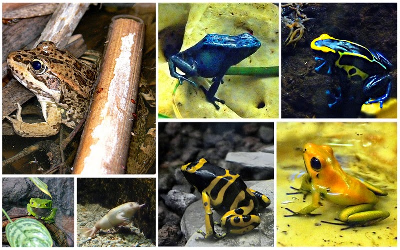 FOTO NATURA HUESCA 2: ANUROS Anura Johann Gotthelf Fischer von Waldheim ...
