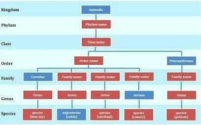 Taxonomy of Indian birds - Birds of India