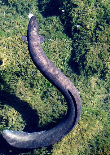 Behind the French Menu: Anguille, Anguille d'Europe – the European ...