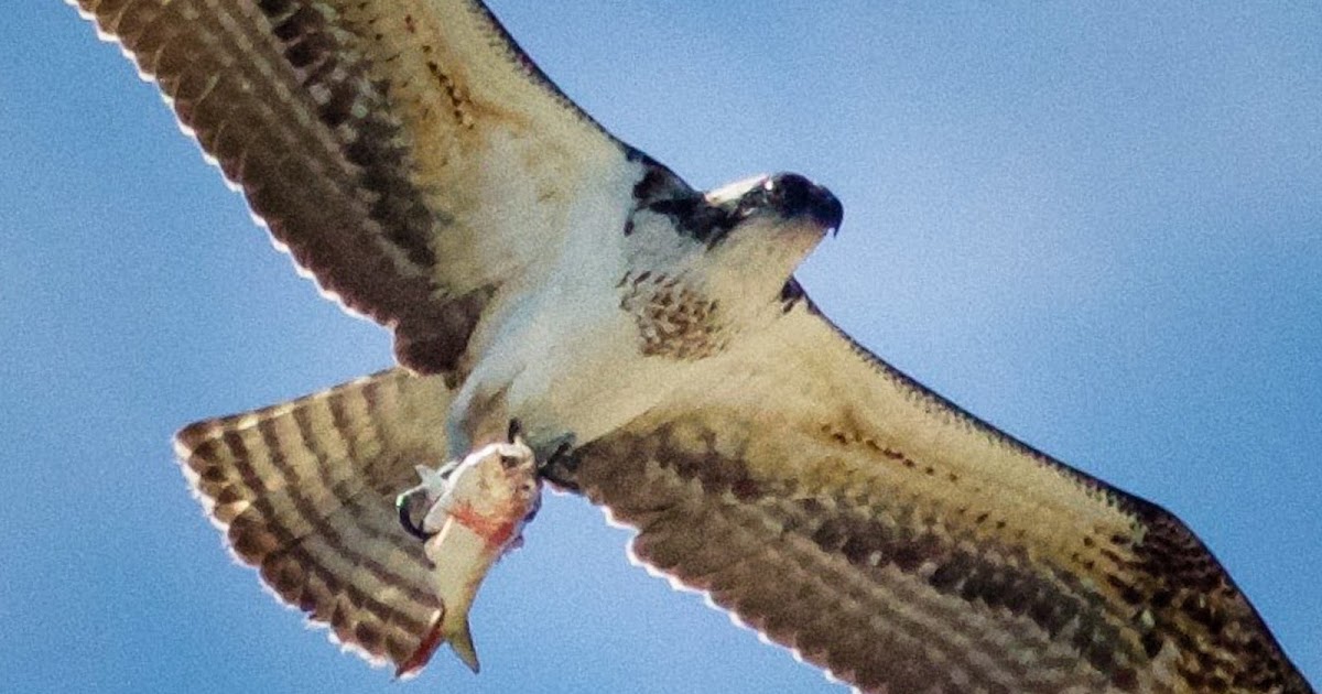 Feather Tailed Stories: Osprey, North Myrtle Beach, SC