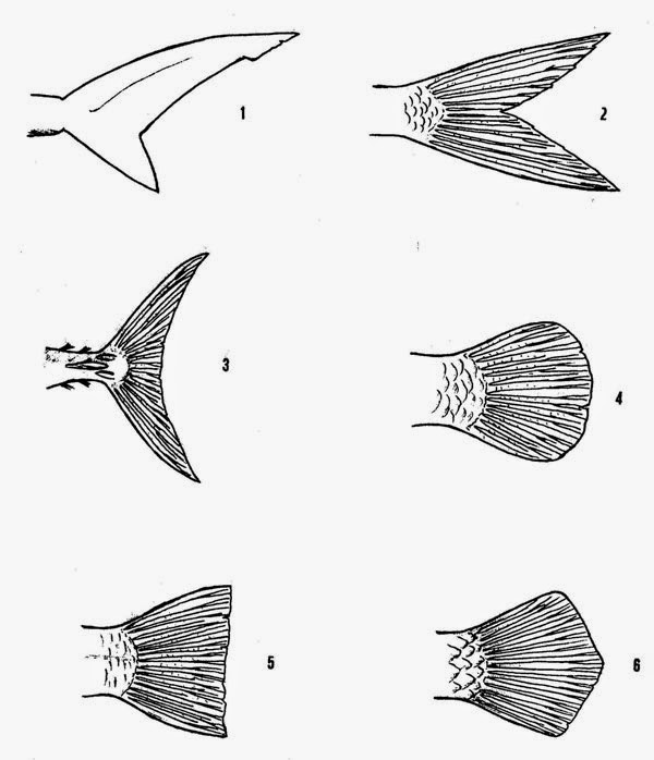 Métodos De La Ciencia: fisiología de un pez