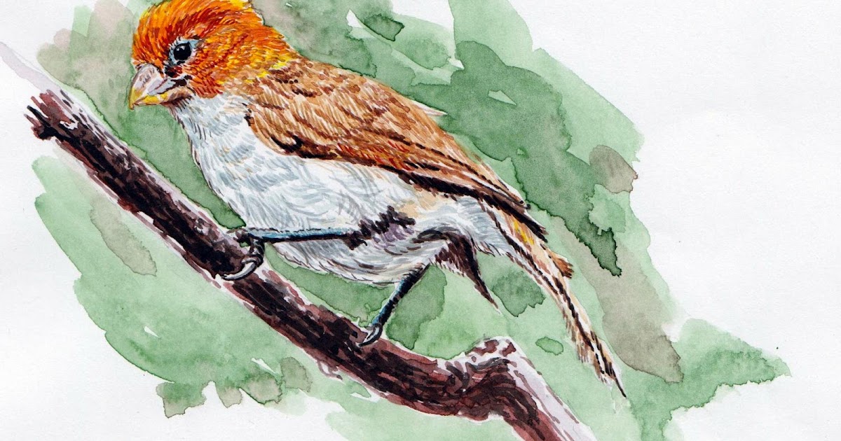 পাখি দেখুন পাখি চিনুন ...Observe the Birds and recognize: PAKHI DEKHOON ...