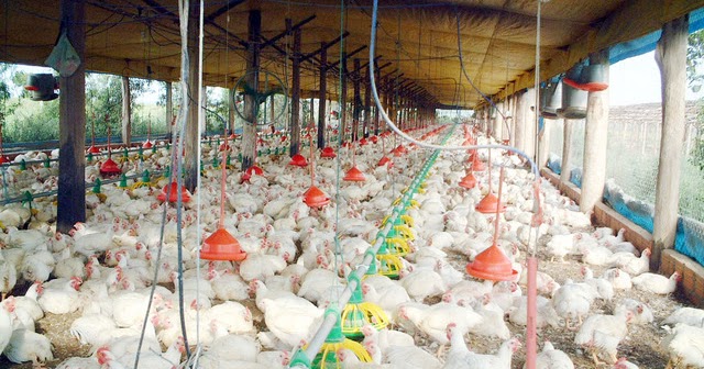 How to Start a Chicken Farm Business | Small Business Ideas