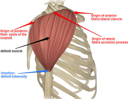 Anatomi Otot Deltoideus Pada Gelang Bahu Manusia - Anatomi Tutorial