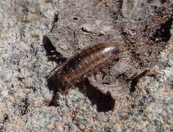 Caminantes del Desierto: JUGANDO CON LOS CHANCHITOS