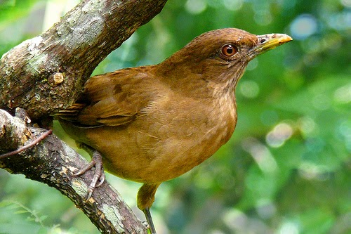 Bellas Aves de El Salvador: Turdus grayi (chonte o senzontle) Residente