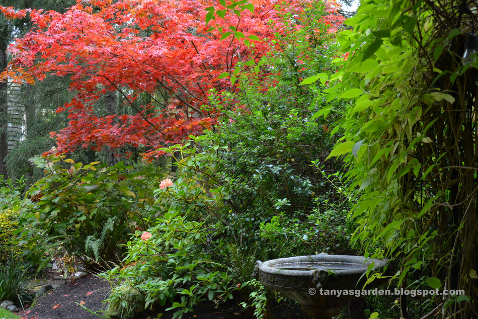 MySecretGarden: Fall Garden Snaps