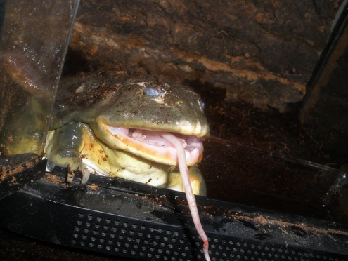 Info : Katak Raksasa Afrika " Makan Ular Berbisa" !! | Kecoh Bebenor