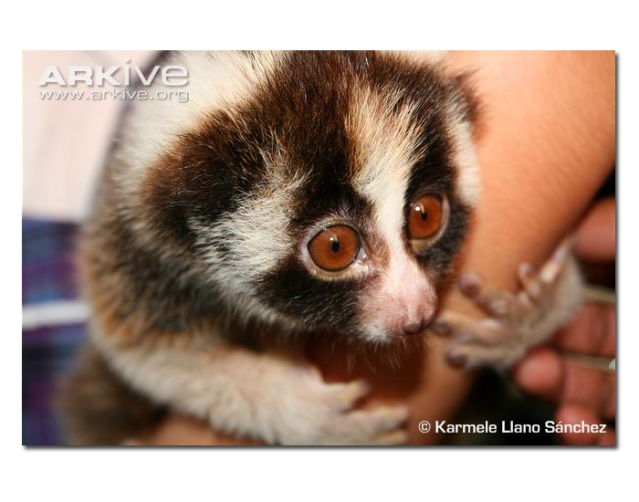 Indonesia's Endangered Primates