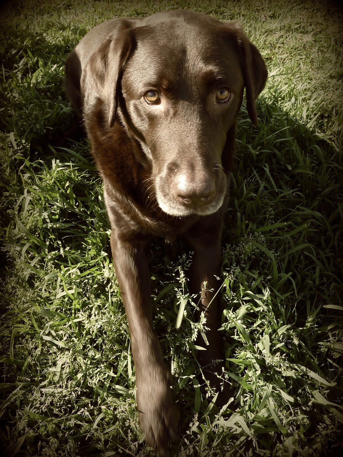 For the Love of Dogs: Cooper's New Diet